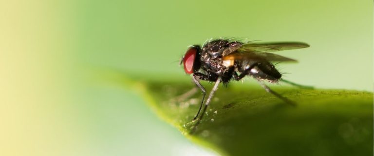 Insect Farming: The Industry set to be Worth $8 Billion by 2030 | Hive Life