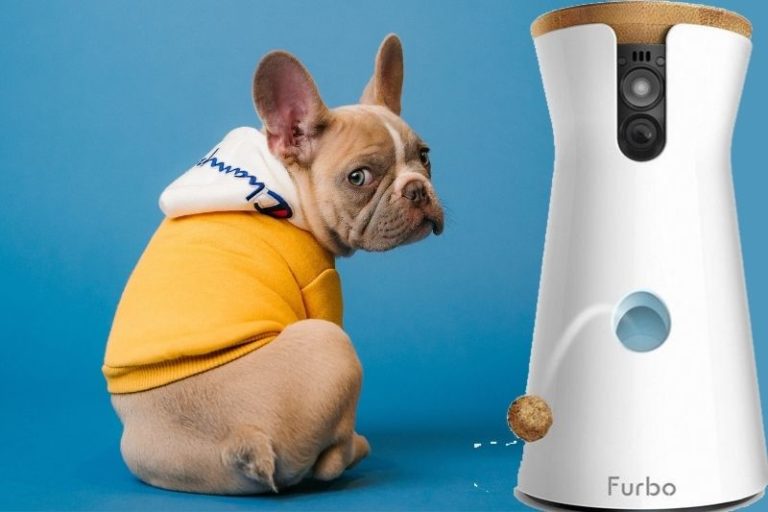 Best PetTech Gadgets for Your Four-Legged Friends | Hive Life Magazine