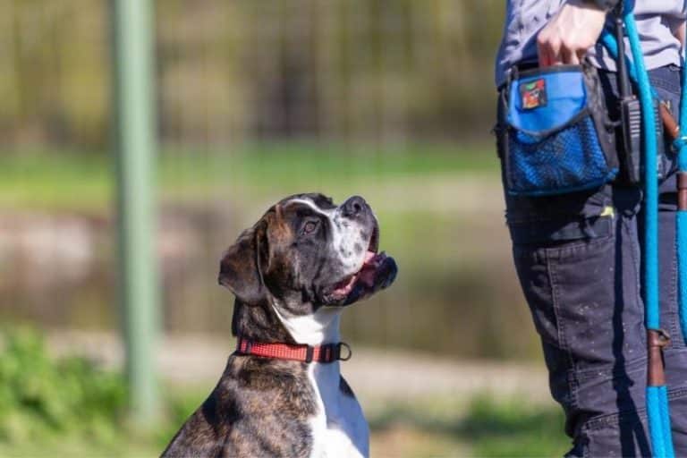 7 Animal Shelters in Melbourne to Adopt From | Hive Life Magazine