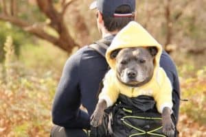 7 Animal Shelters in Melbourne to Adopt From | Hive Life Magazine